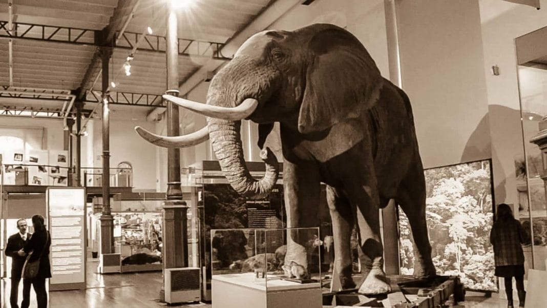 Madrid Museum of Natural Science - Madridallincluded.com